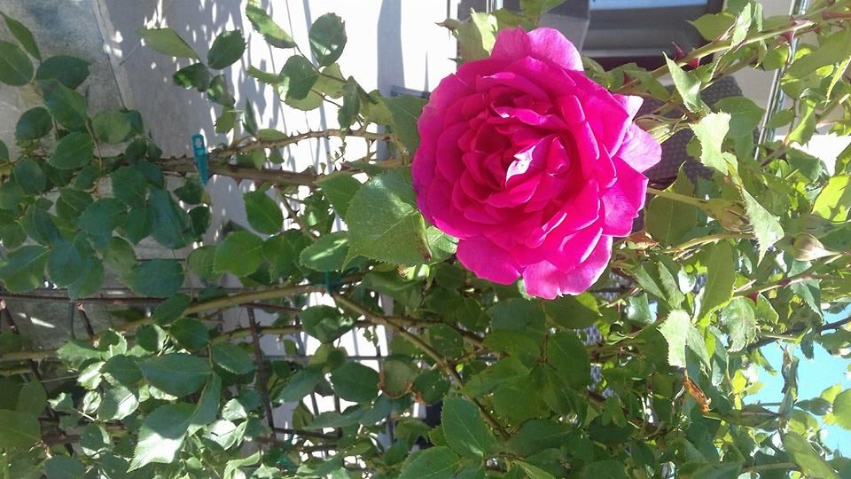 Minunea - Psiholog Daniela Tudor