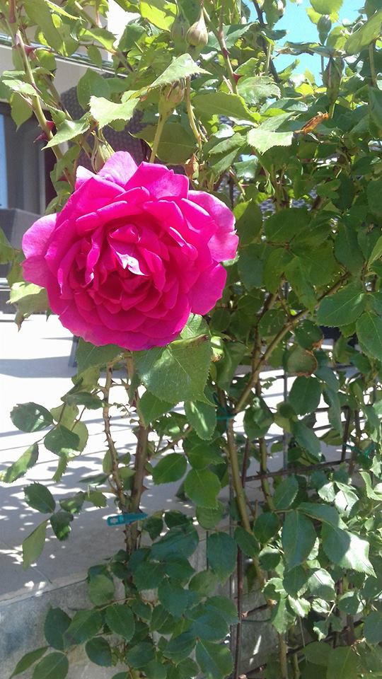 Minunea - Psiholog Daniela Tudor